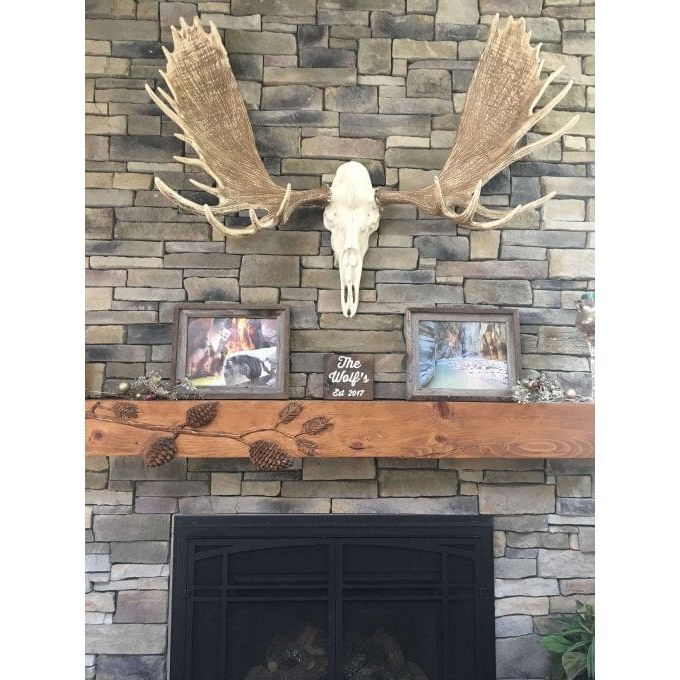 European Moose Mount | Cabin Place